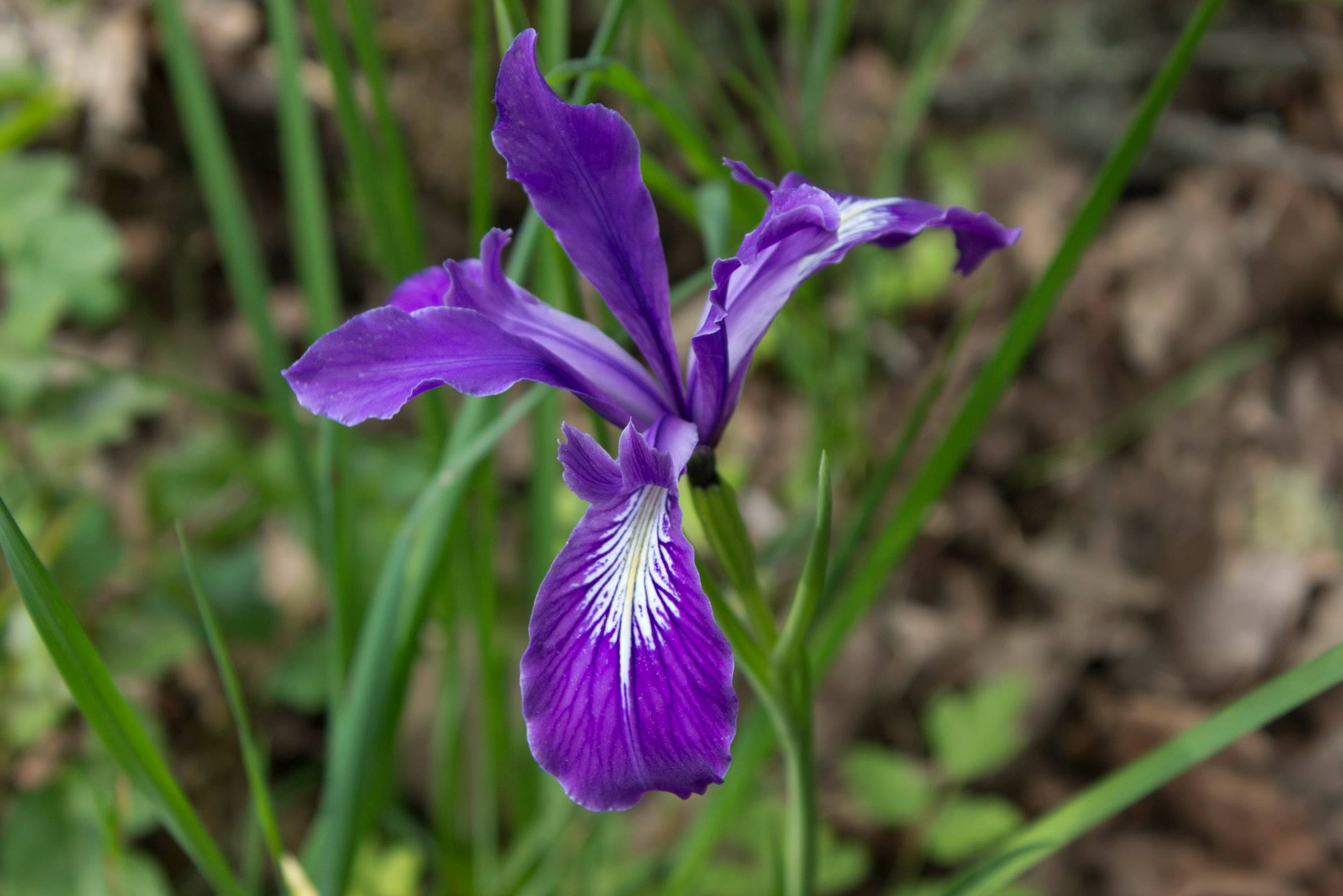 A Blessed Spring Equinox - Living, Paganism