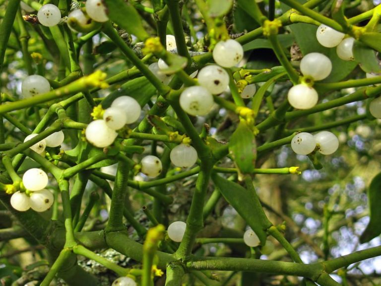 Mistletoe Festival in England grows, honoring ancient tradition ...