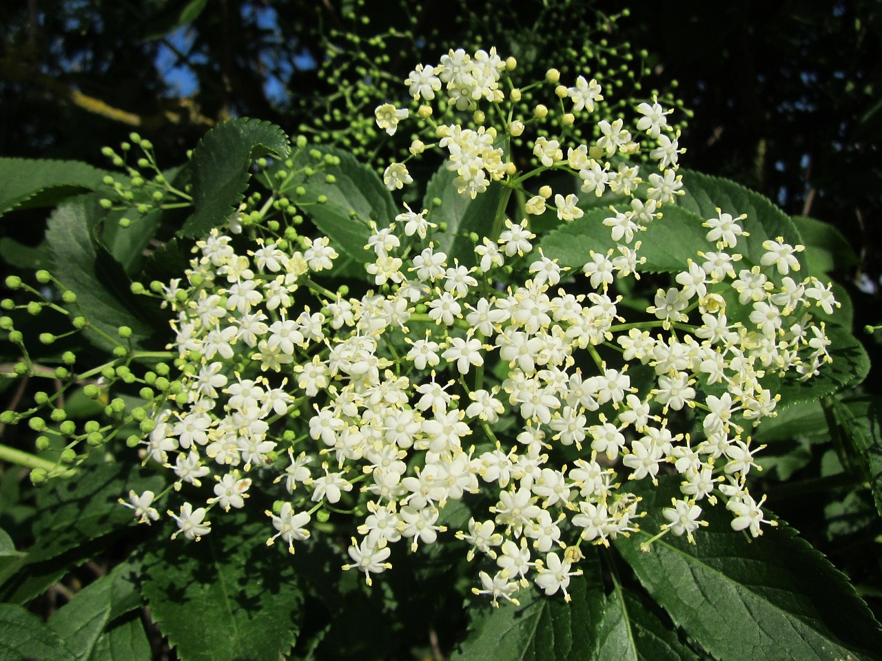 Column: Faery Lore of the Elder Tree - Paganism, Perspectives ...