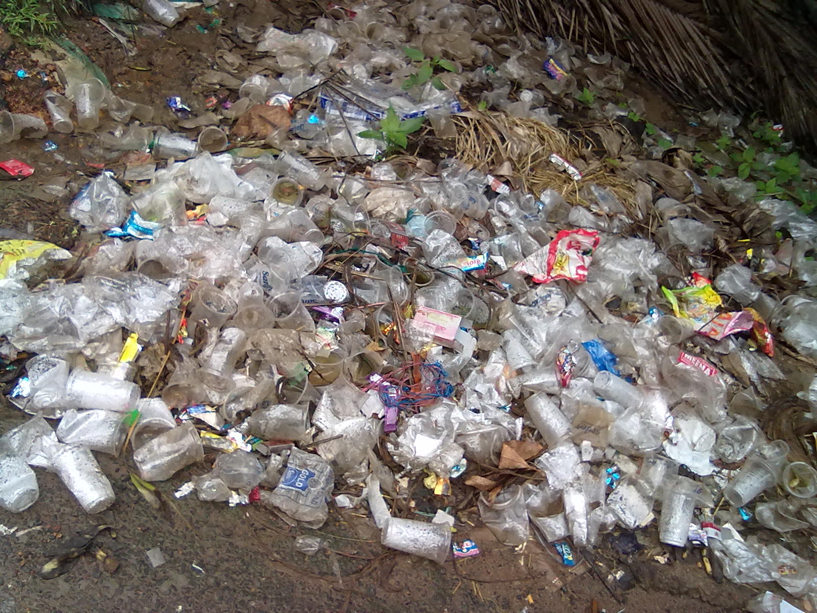 Honeybee enemy may offer a solution to plastic pollution - News ...