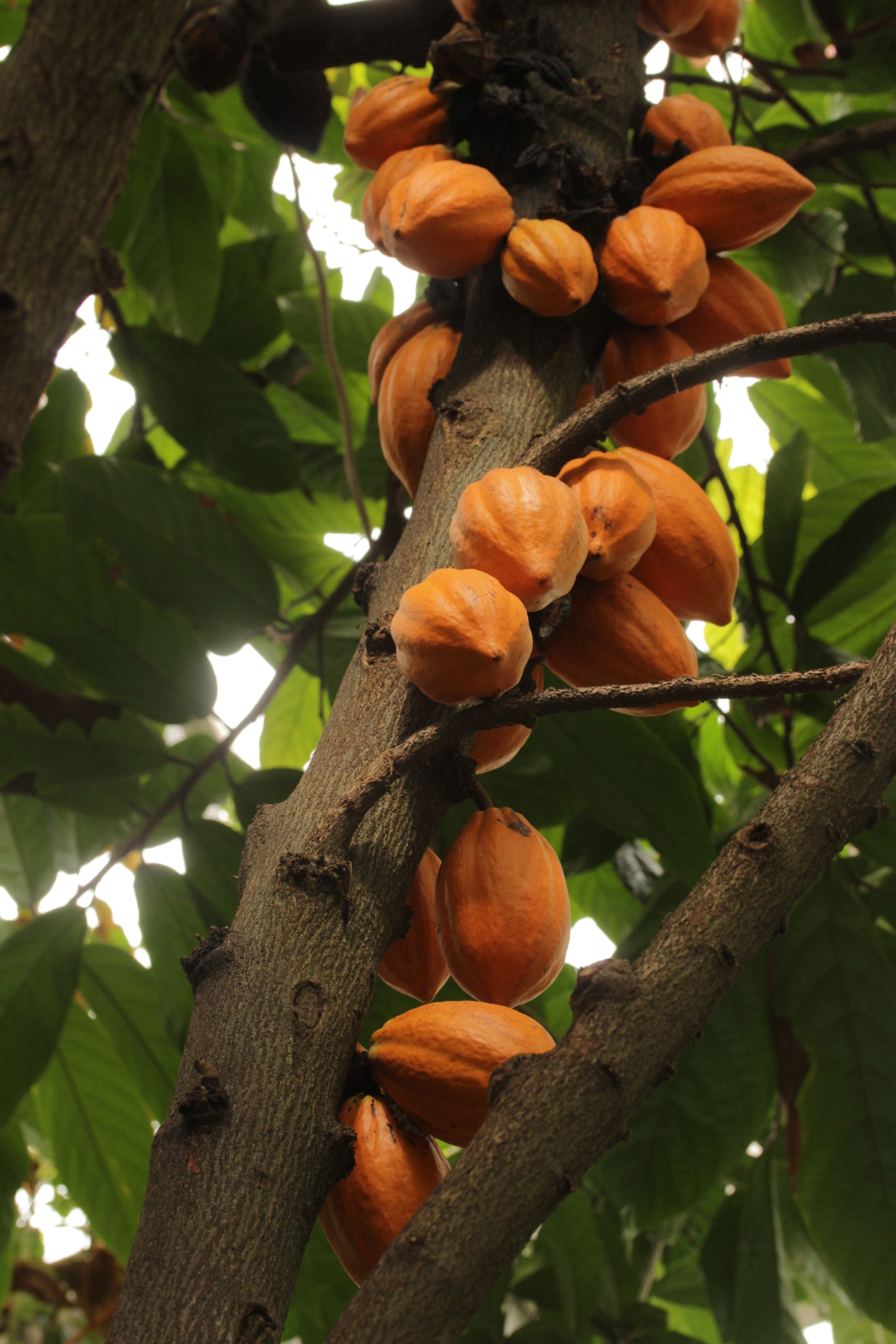 Honoring Quetzalcoatl’s gift: chocolate and it's impacts - Africa, News ...
