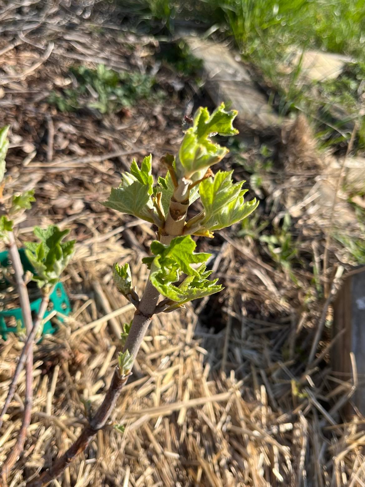 Ruby Slippers - Living, Paganism, Perspectives, Witchcraft