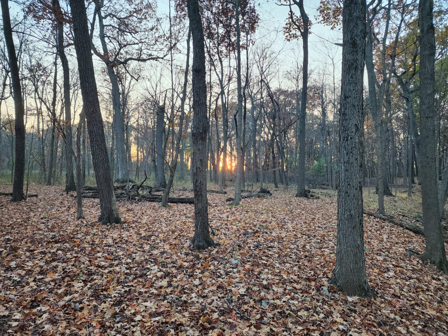 An Urban Heathen in an Urban Forest - Living, Paganism, Perspectives