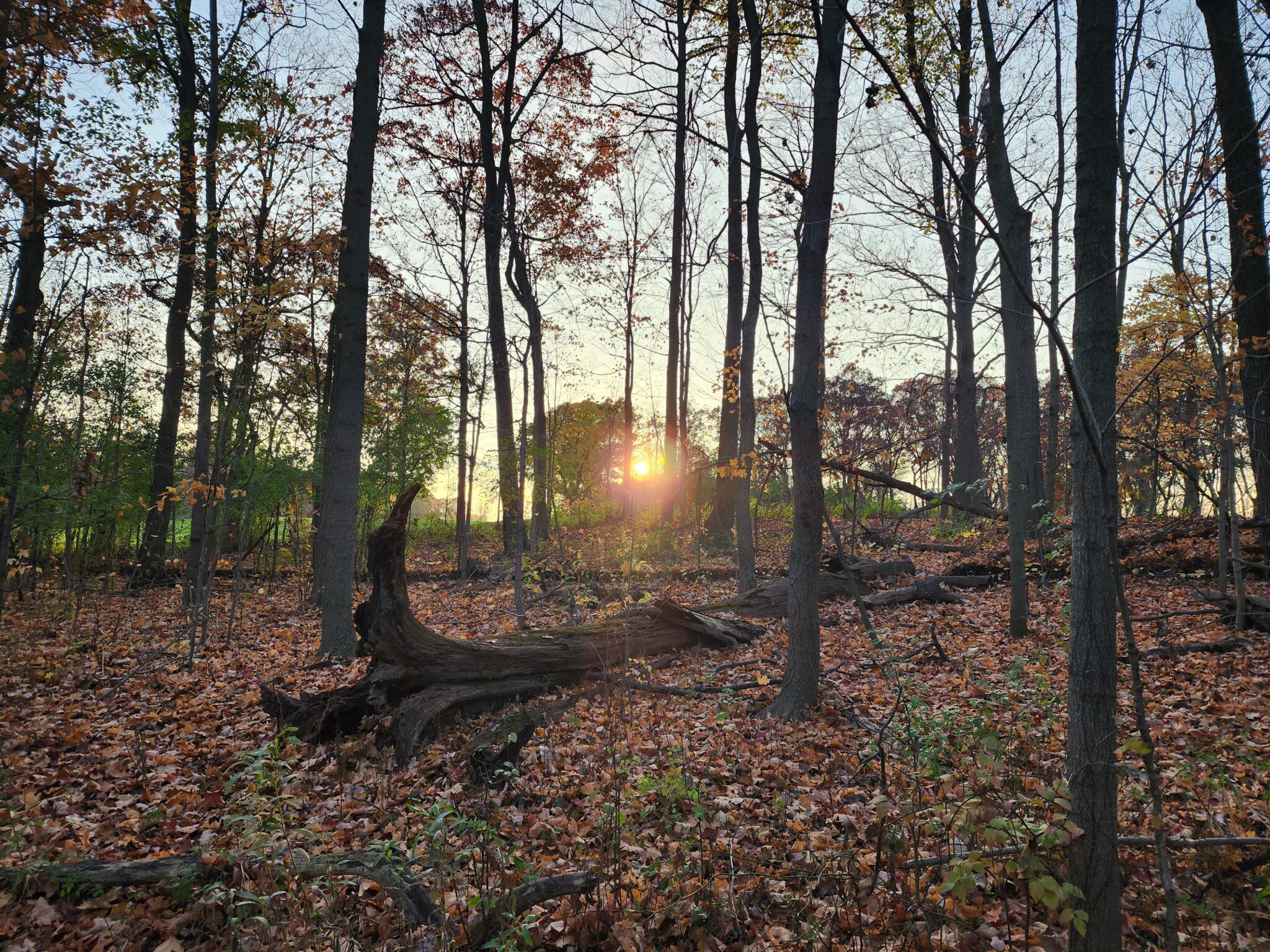 An Urban Heathen in an Urban Forest - Living, Paganism, Perspectives