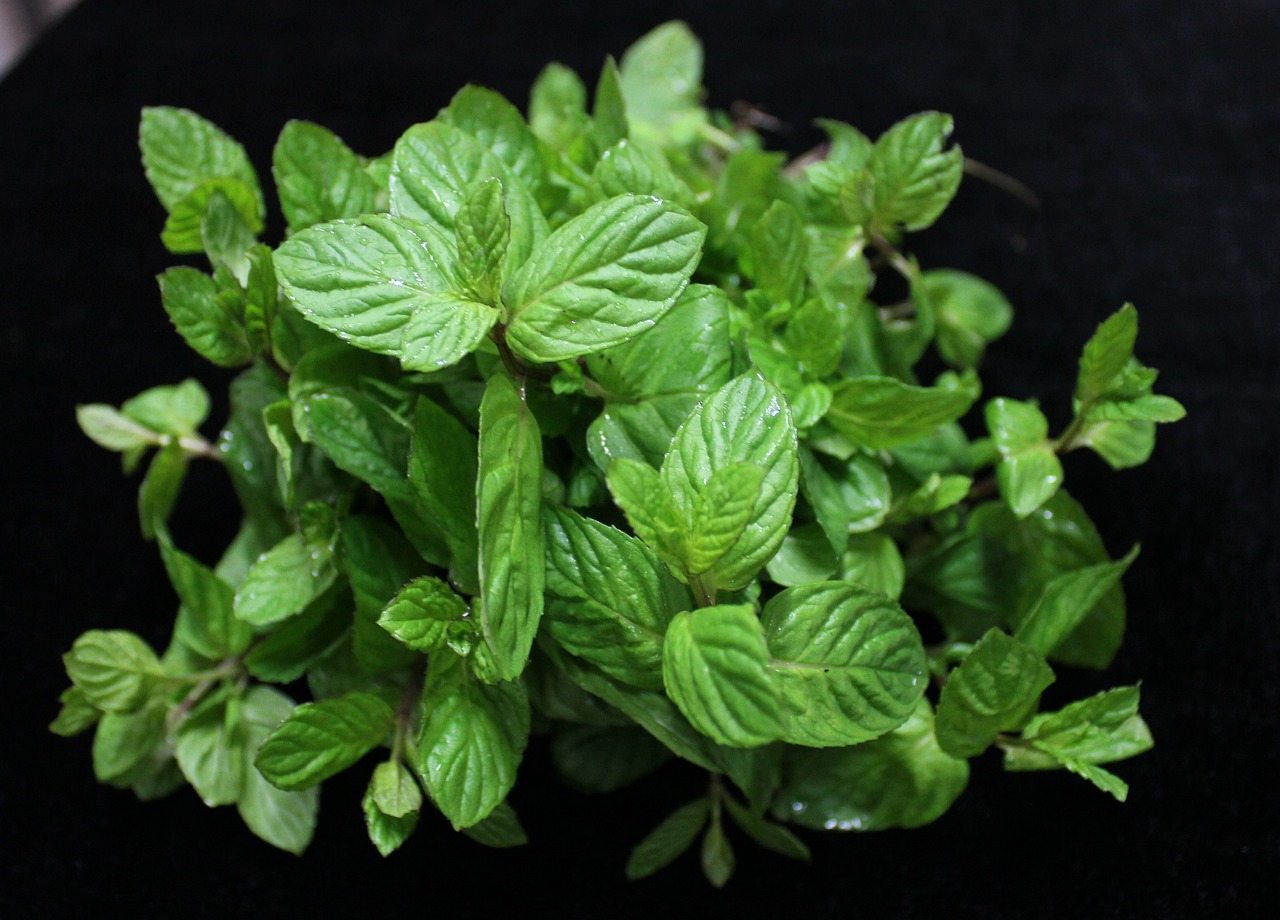 Mint: welcome summer with the sweet herb of love, death, and birth ...