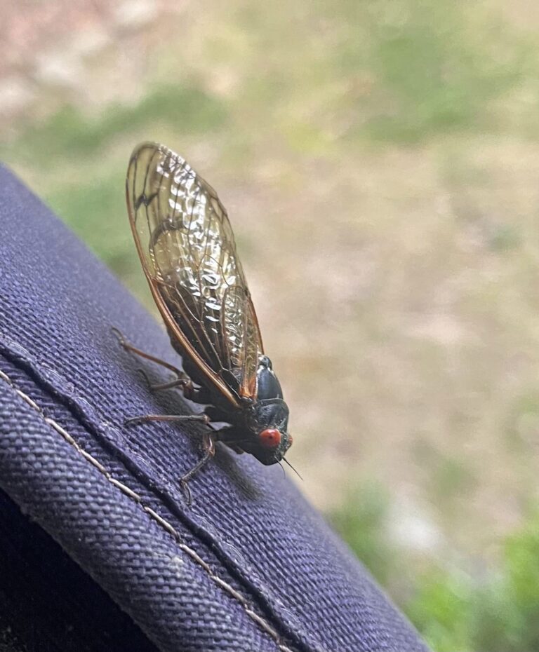 The Song of the Cicadas - Living, Paganism, Perspectives, Witchcraft