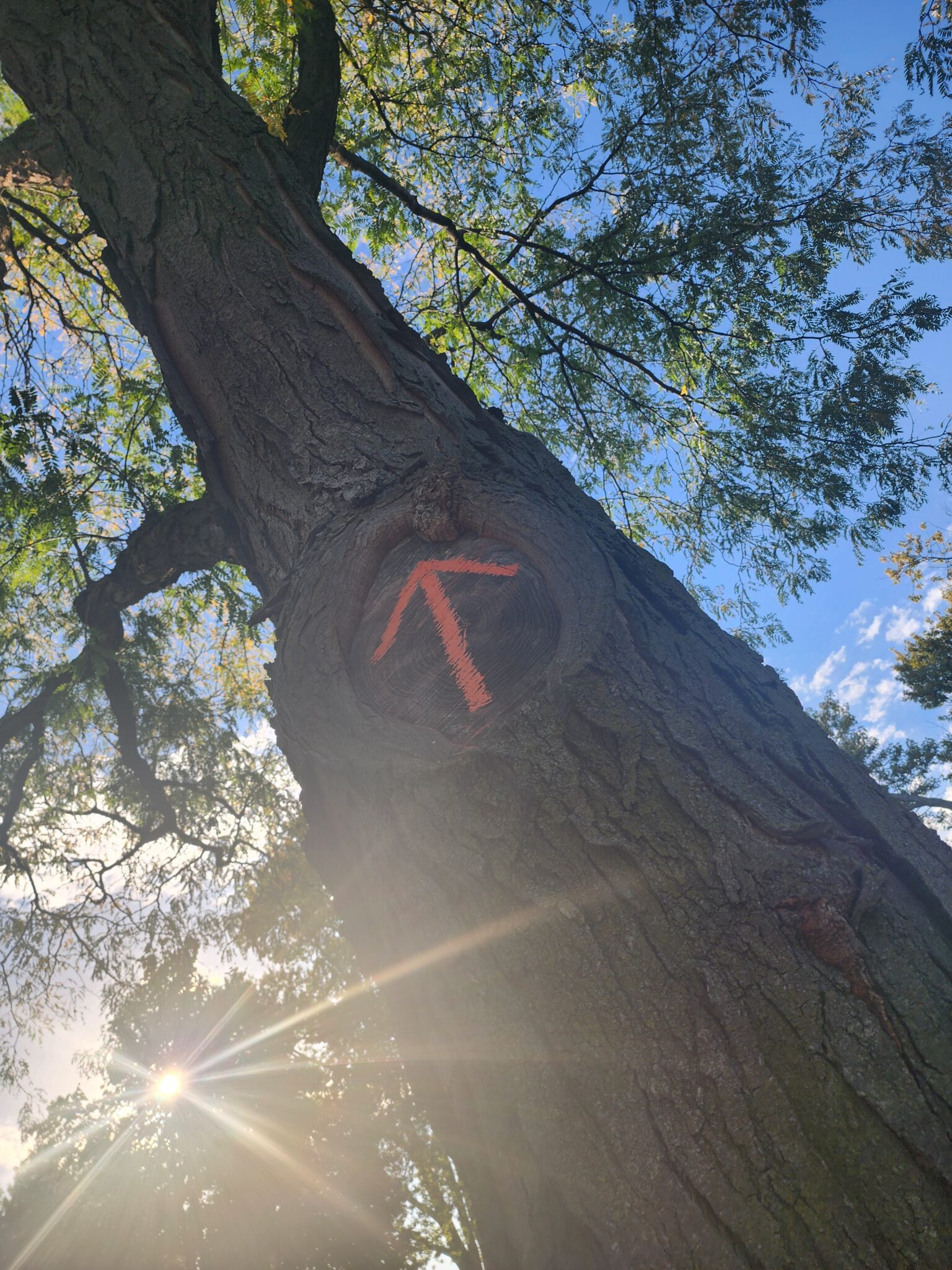 Týr, Ásatrú Ethics, and the Mists of Night - Living, Paganism, Perspectives