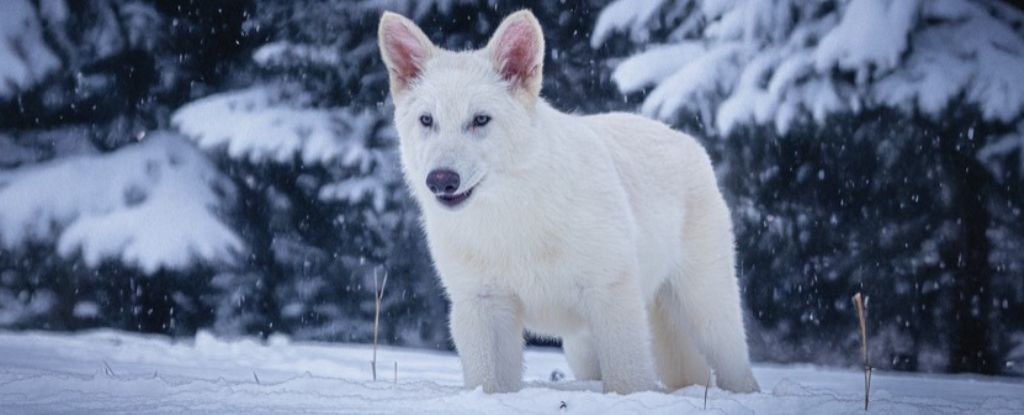 A Game of Clones: The Resurrection of the Dire Wolf - News, Paganism ...